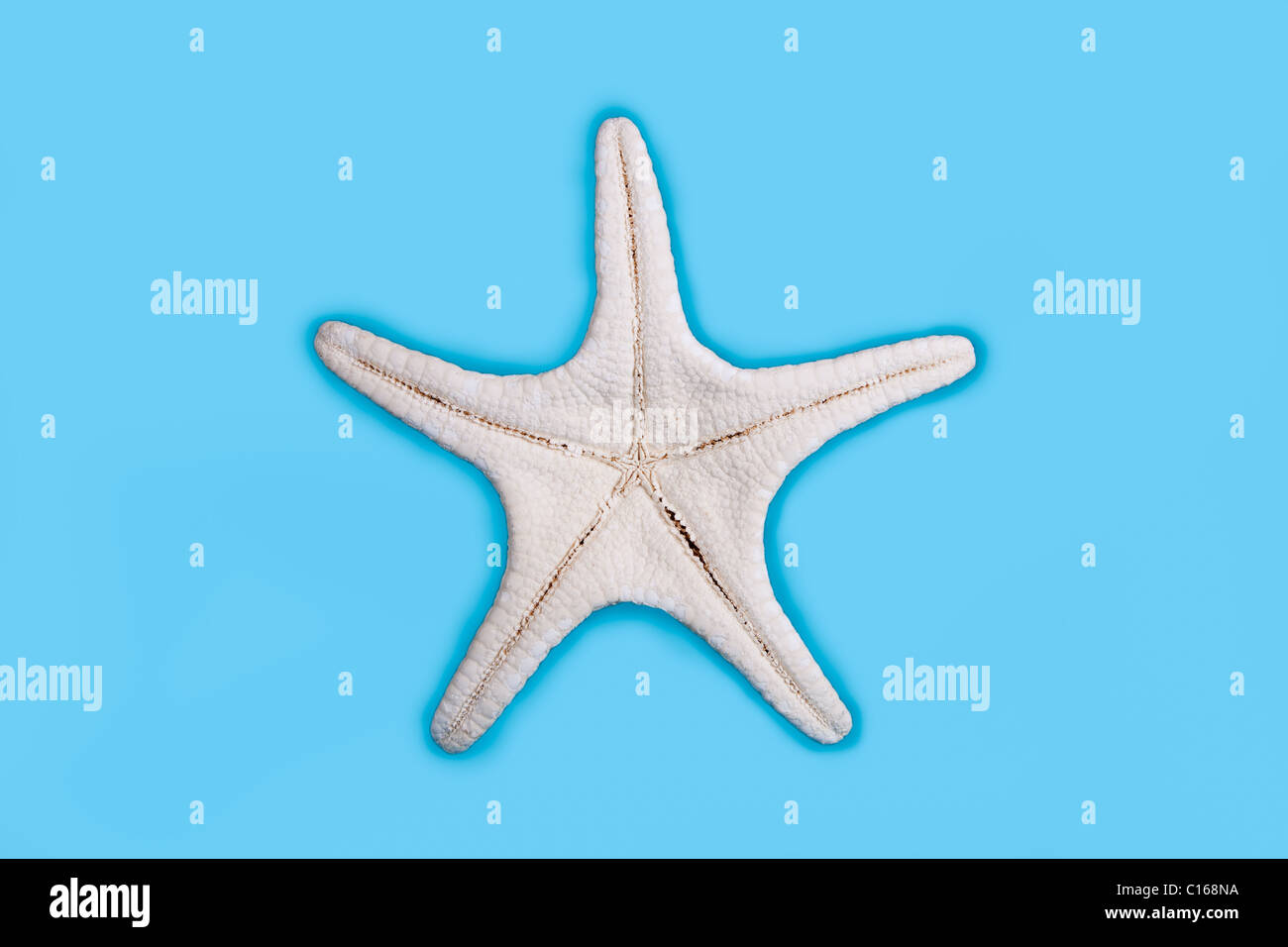 Starfish underside hi-res stock photography and images - Alamy