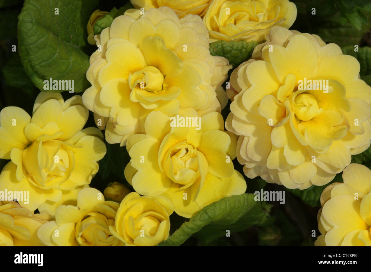 Primula 'Sunshine Susie' Stock Photo - Alamy