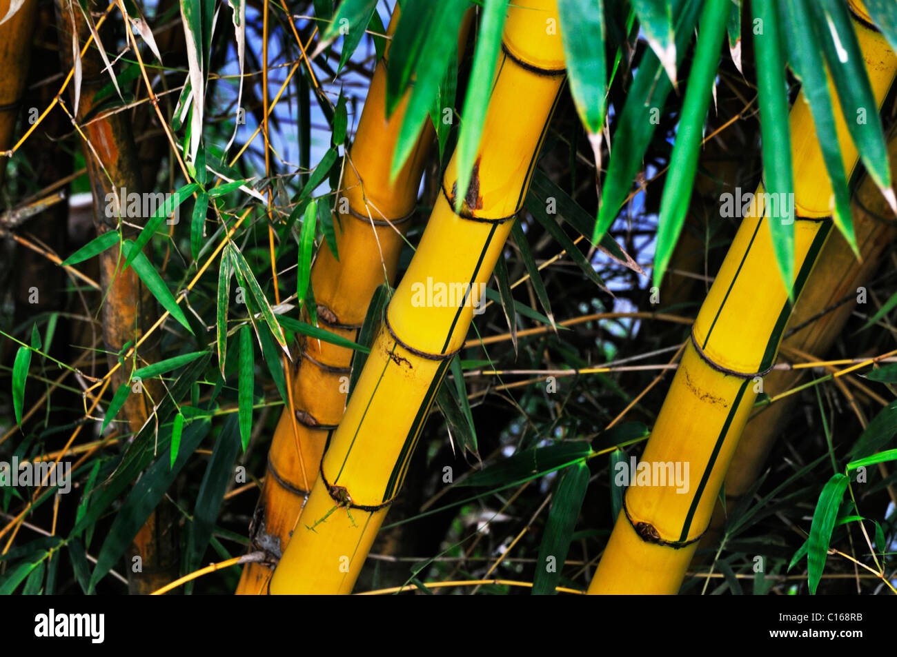 Bambuseae hi-res stock photography and images - Alamy