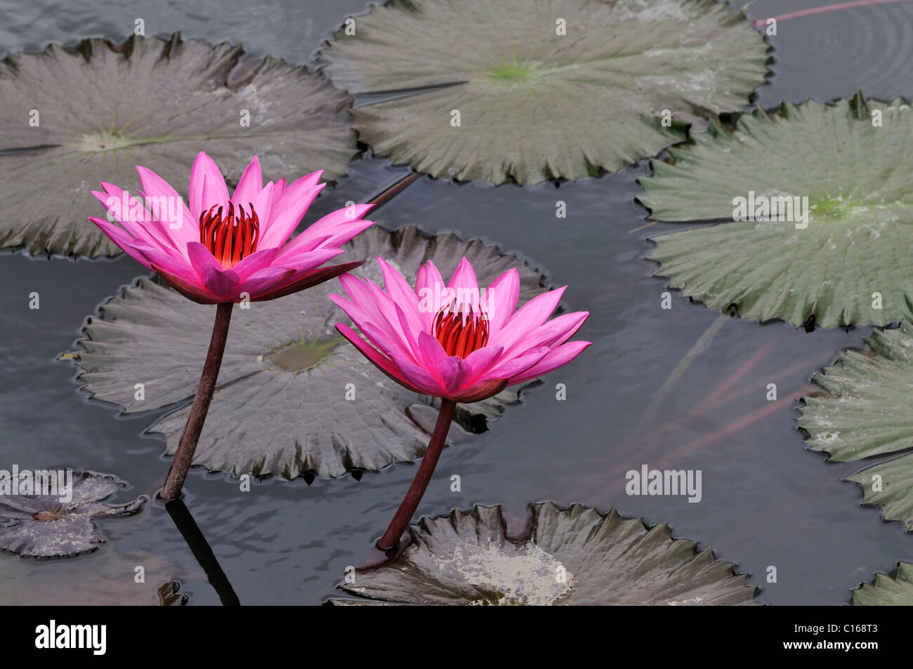 Blue Lotus, Sacred Lotus (Nelumbo nucifera), near Mengwi, Bali ...