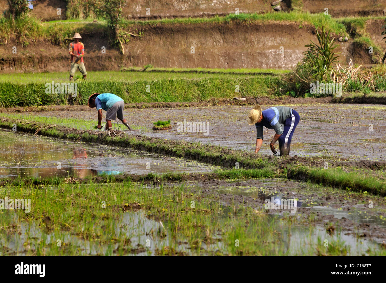 Rice fields, rice farmers planting rice, Mengwi, Bali, Indonesia, South ...