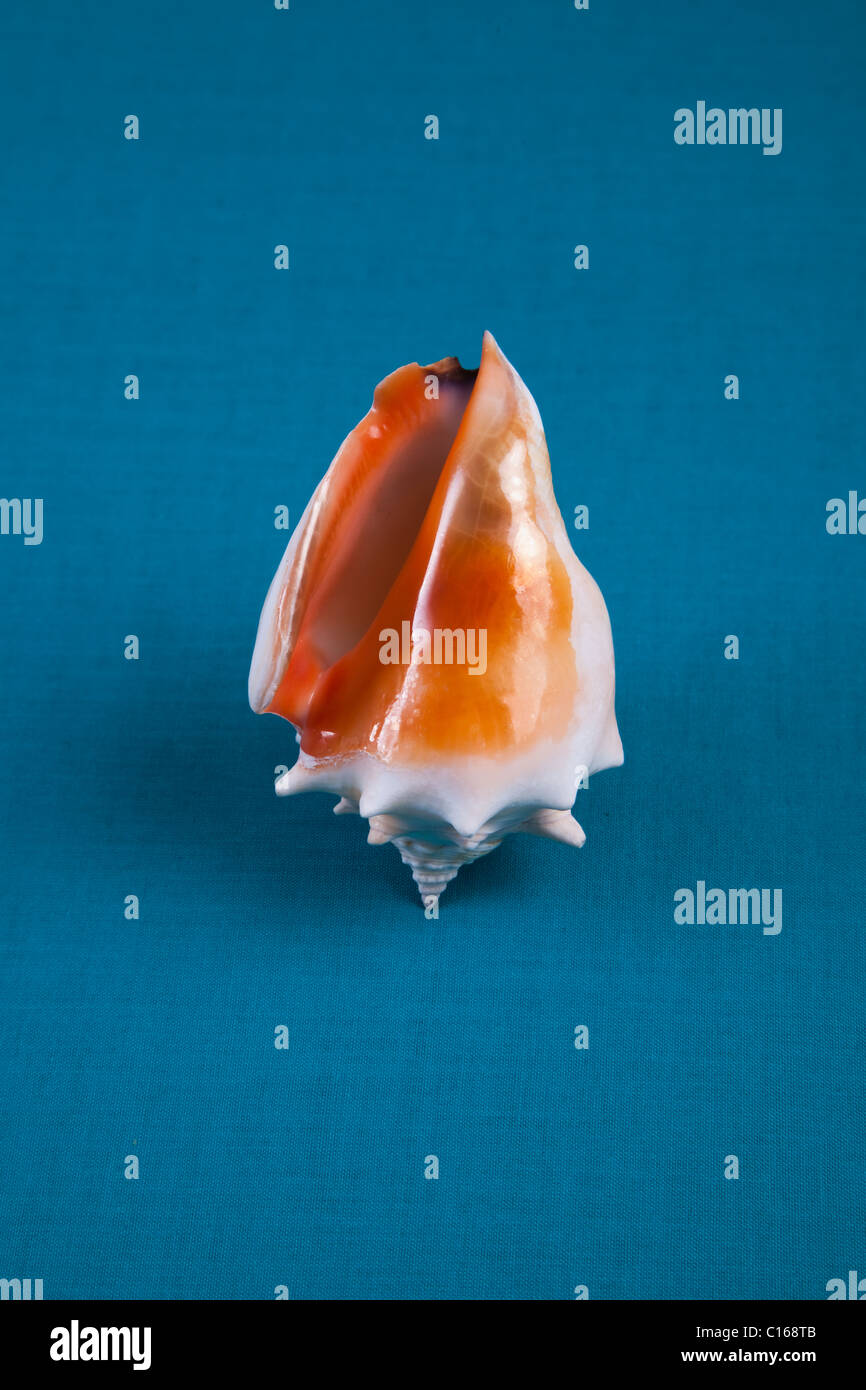 One empty shell marine hi-res stock photography and images - Alamy