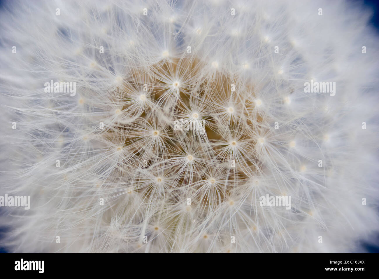 White seed parachutes hi-res stock photography and images - Alamy