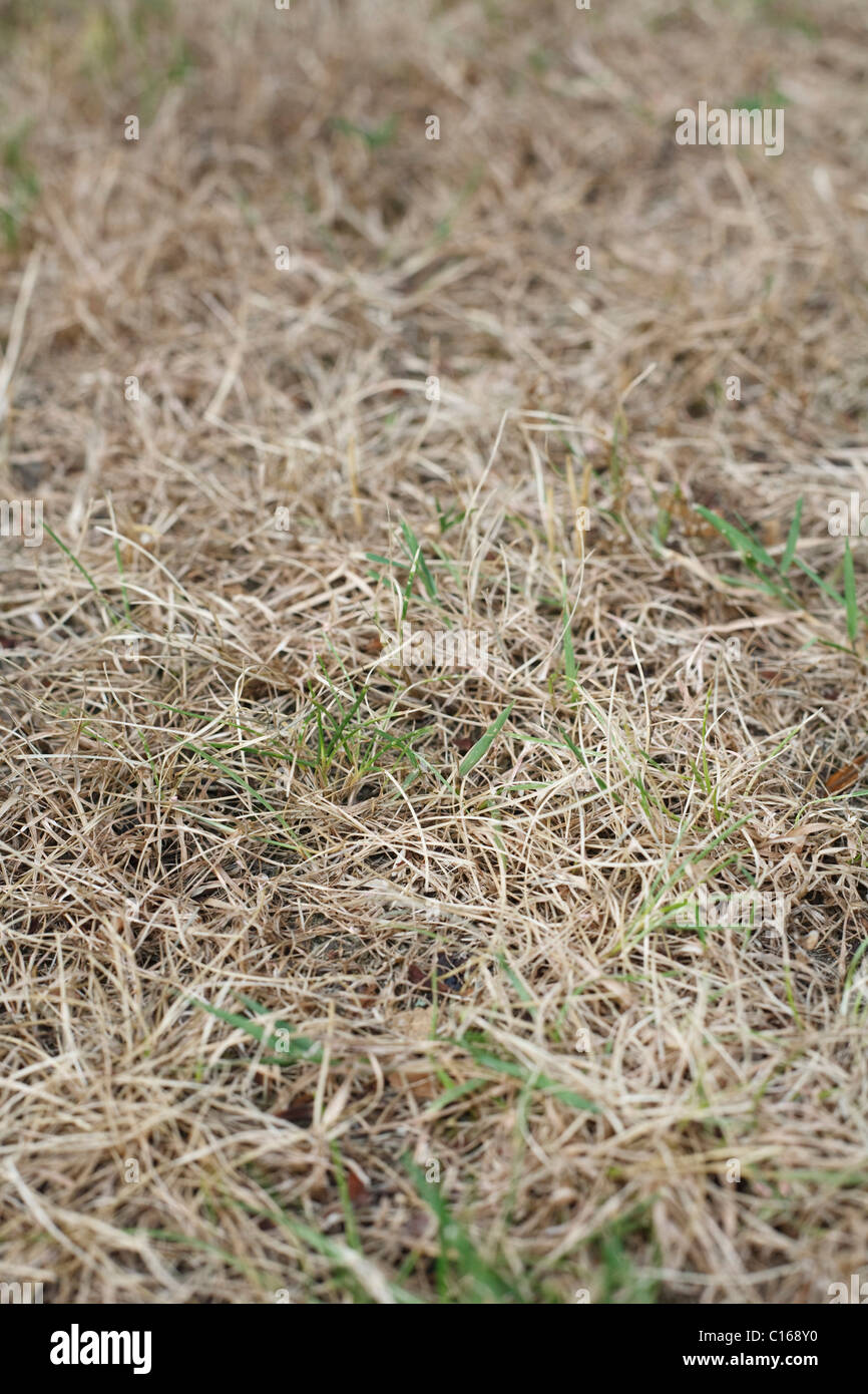 Closeup of dead grass in a garden lawn during drought Stock Photo - Alamy