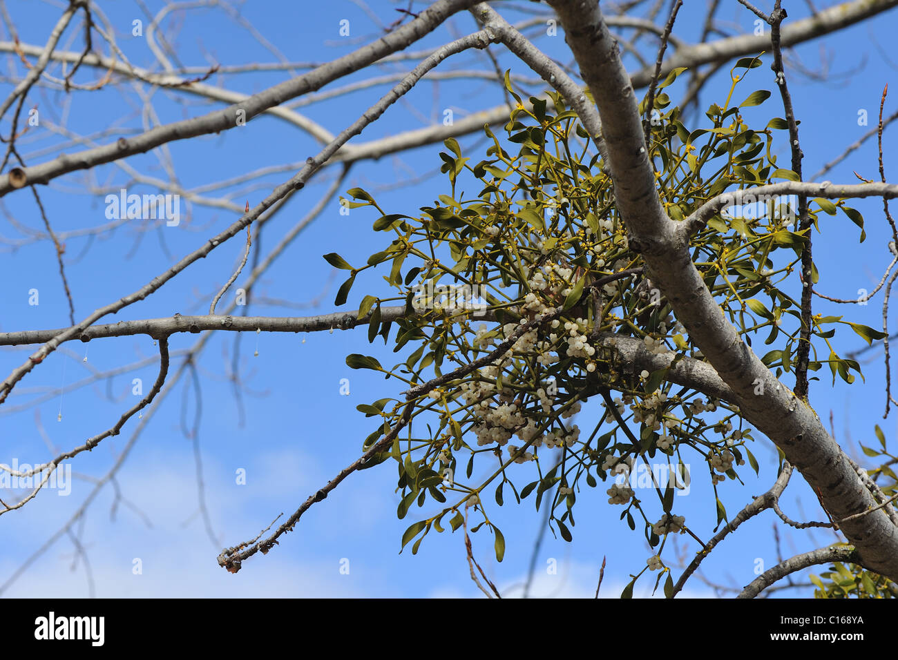 European Mistletoe (Viscum album) hemi-parasitic shrub growing on ...