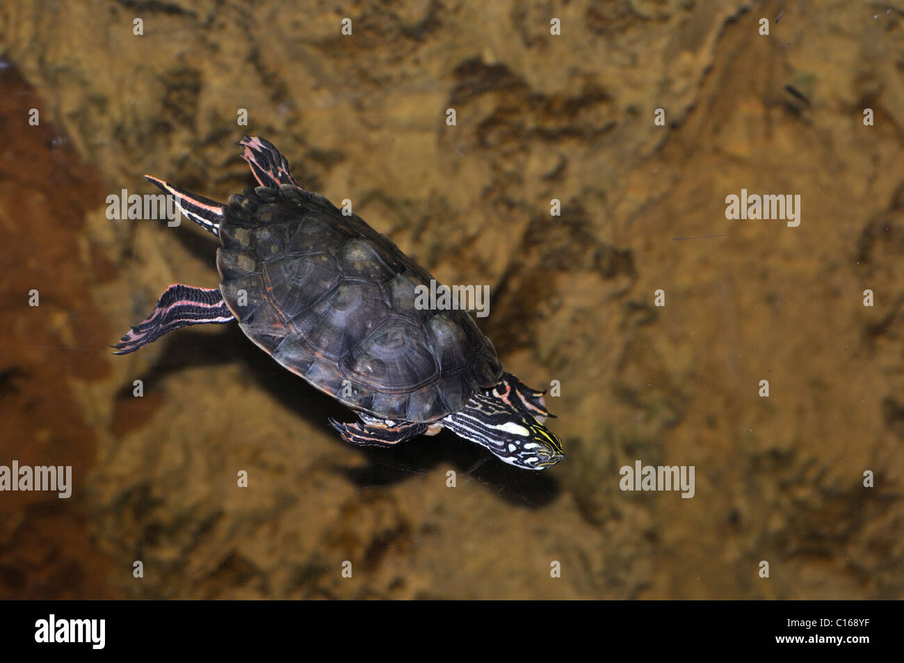 Red eared slider from hi-res stock photography and images - Alamy