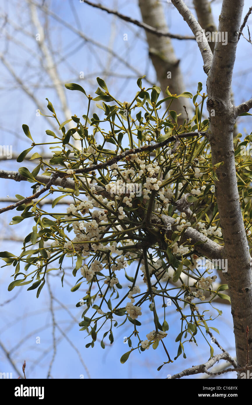 European Mistletoe (Viscum album) hemi-parasitic shrub growing on ...