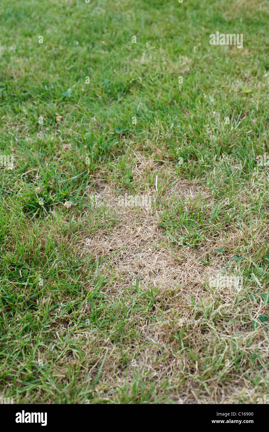 Dieing grass hi-res stock photography and images - Alamy