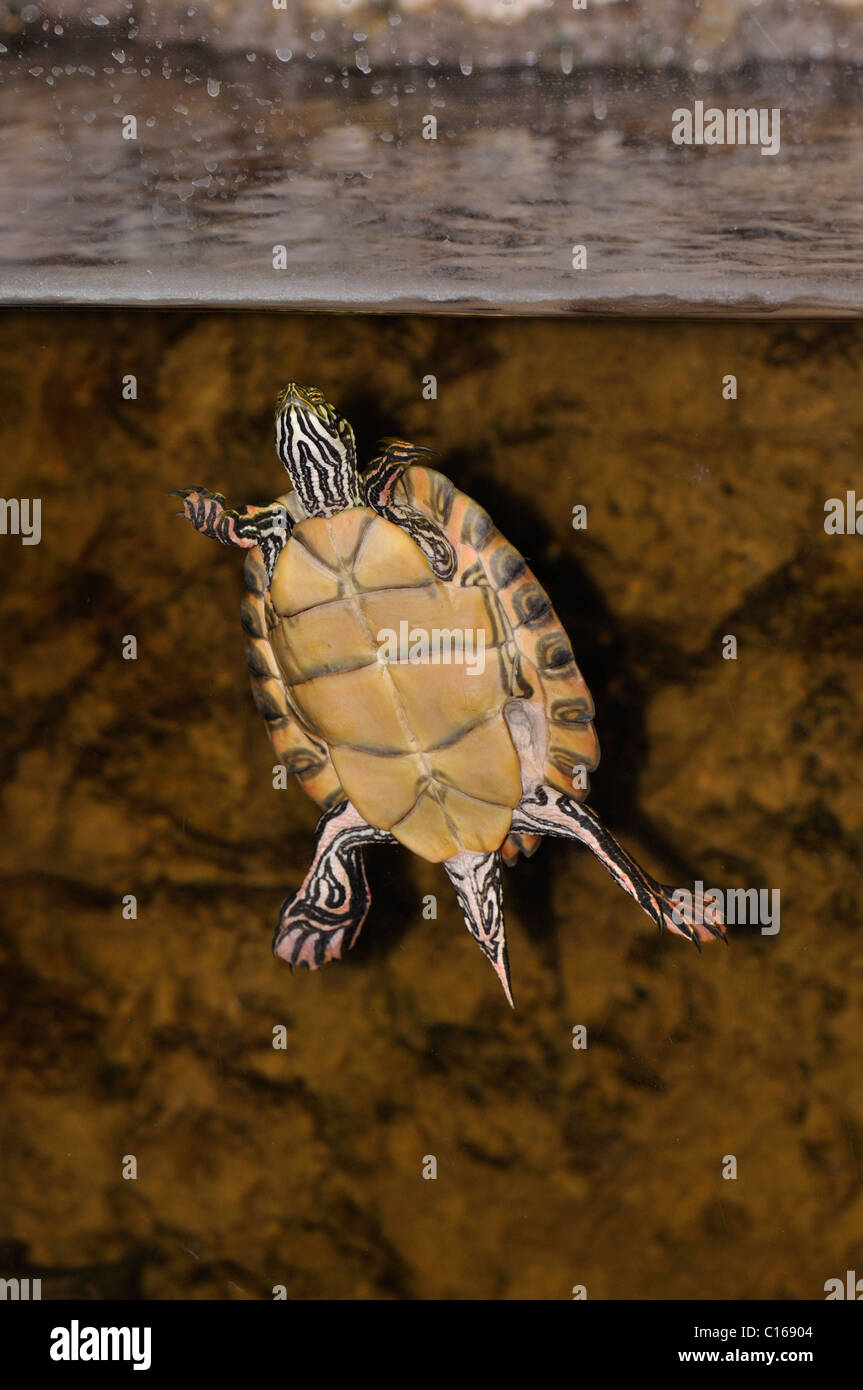 Red eared slider from hi-res stock photography and images - Alamy