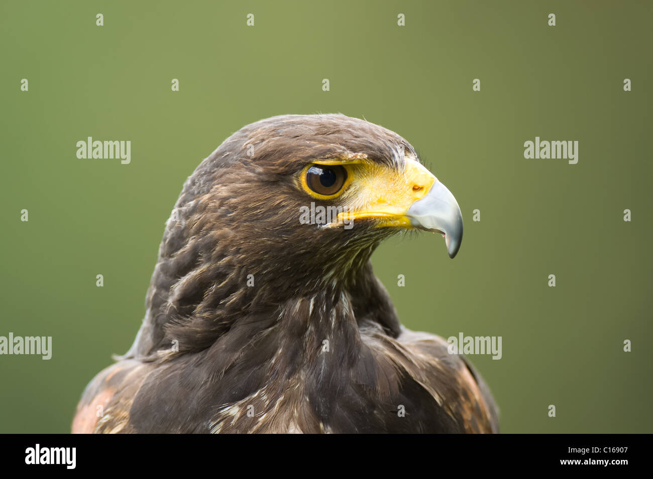 Harrishawks hi-res stock photography and images - Alamy