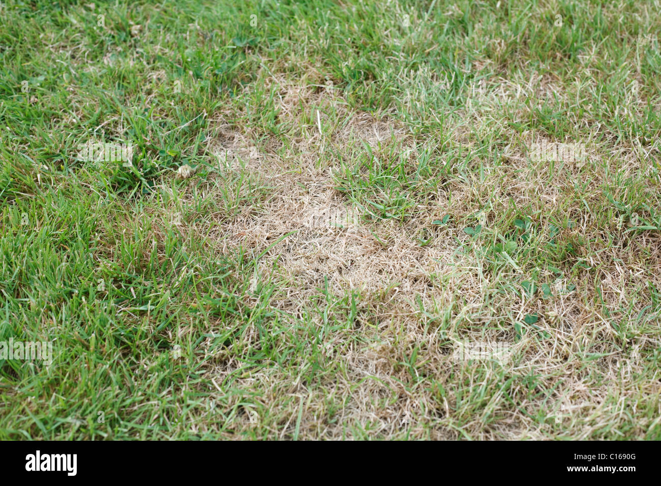Garden lawn with unhealthy brown dead patches Stock Photo - Alamy