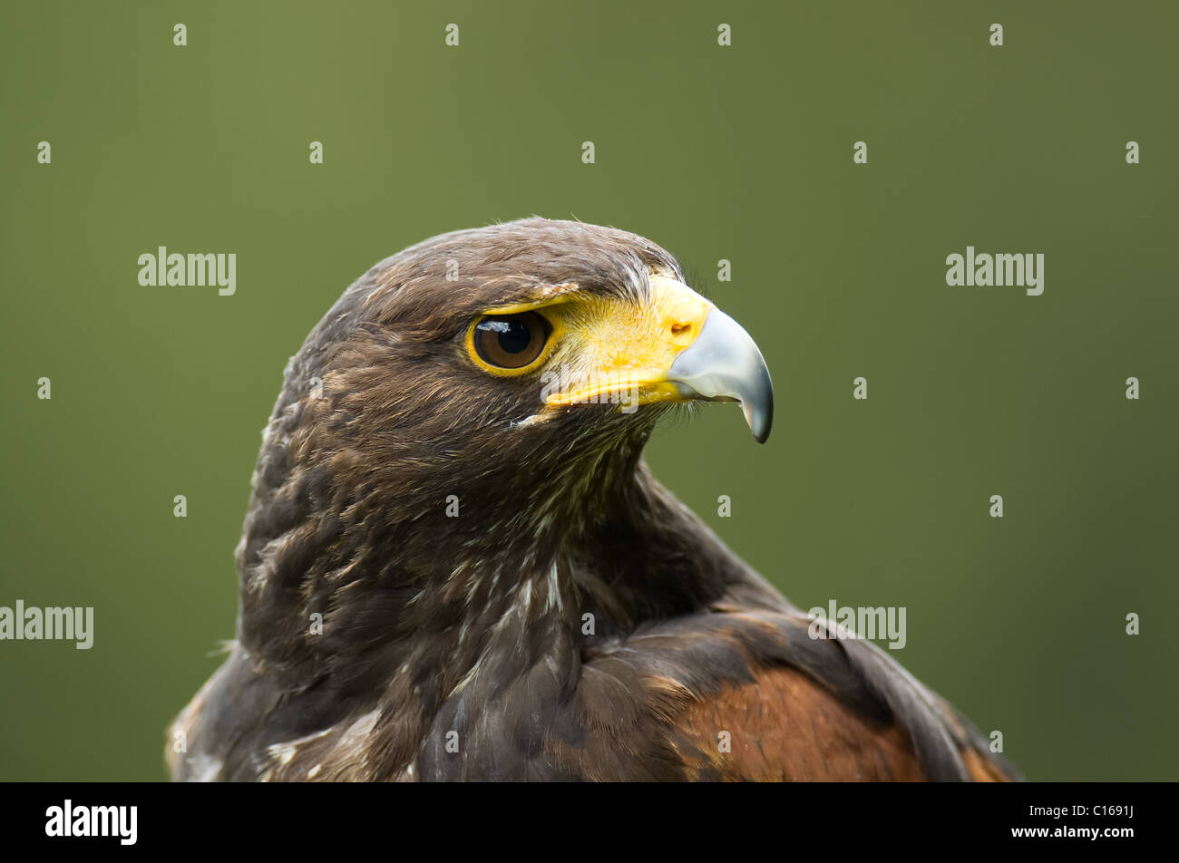 Harrishawks hi-res stock photography and images - Alamy