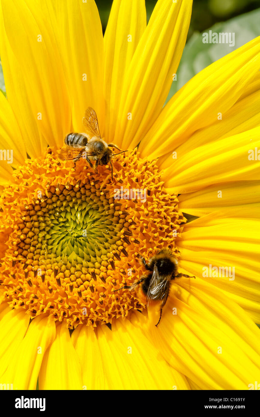 Sunflower plant with honey bees hi-res stock photography and images - Alamy