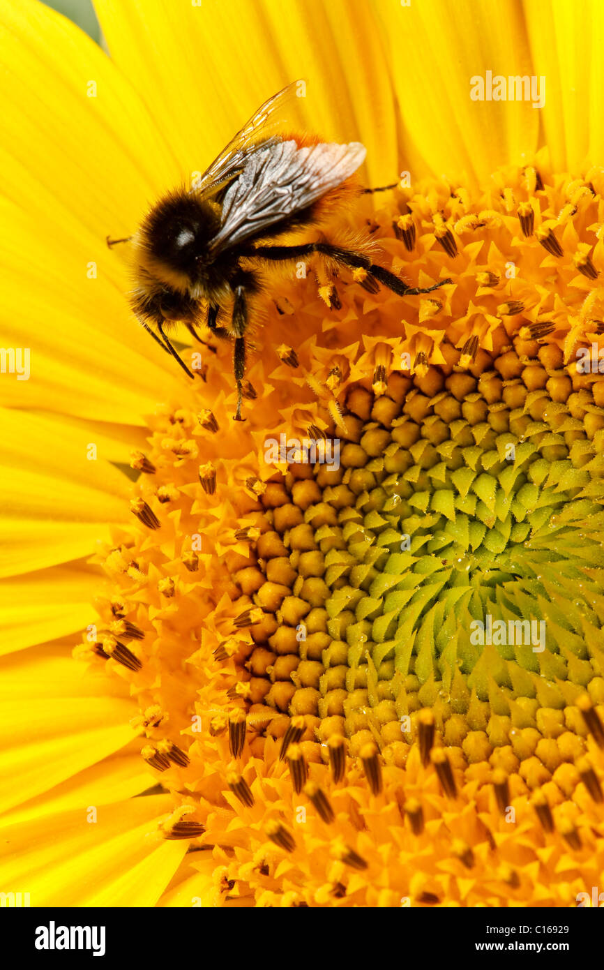 Sunflower bee gathering pollen on hi-res stock photography and images ...