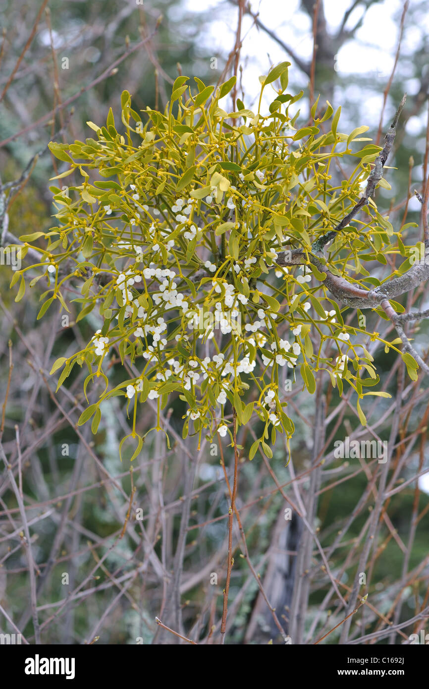 European Mistletoe (Viscum album) hemi-parasitic shrub growing on ...