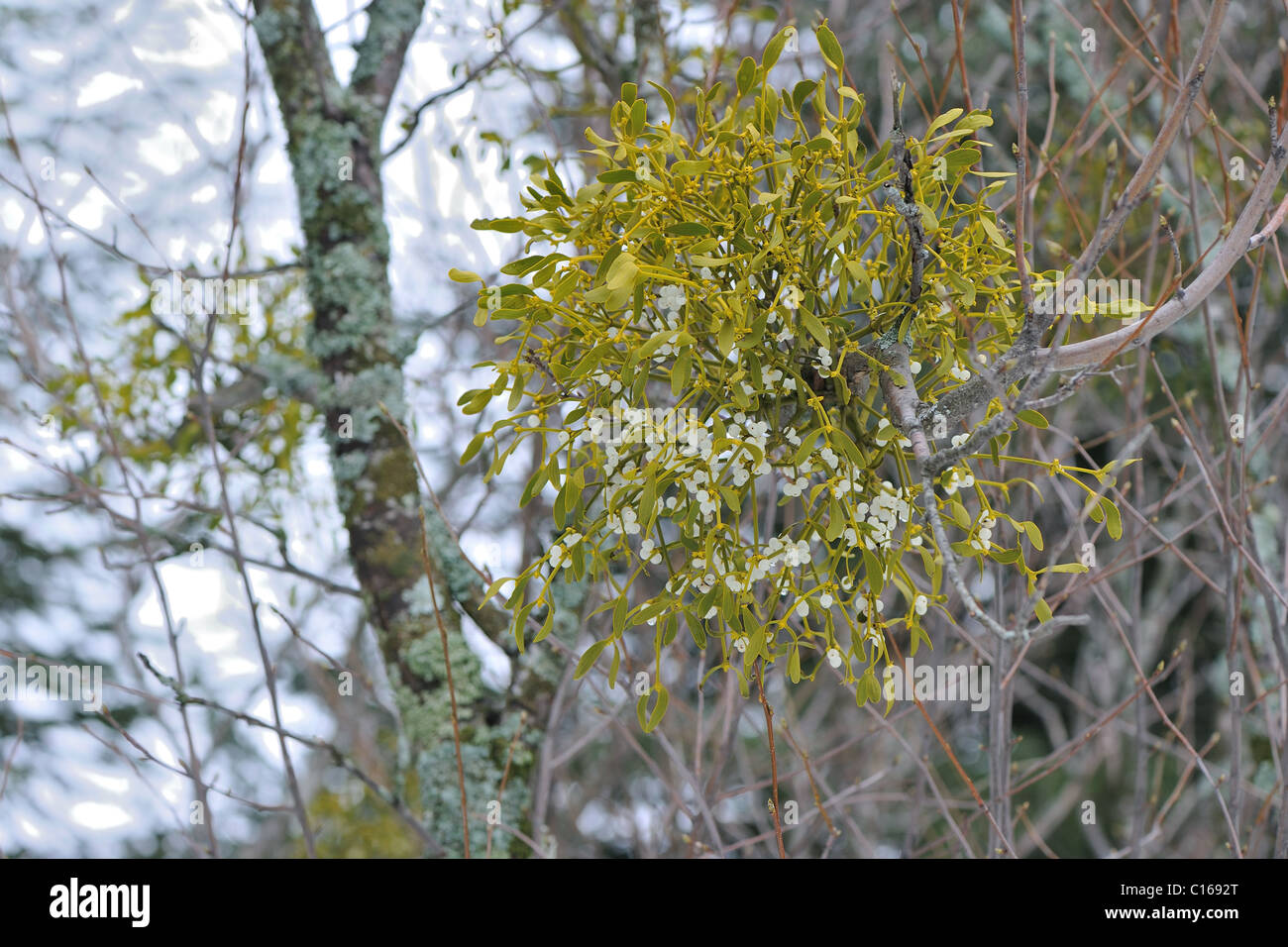 European Mistletoe (Viscum album) hemi-parasitic shrub growing on ...