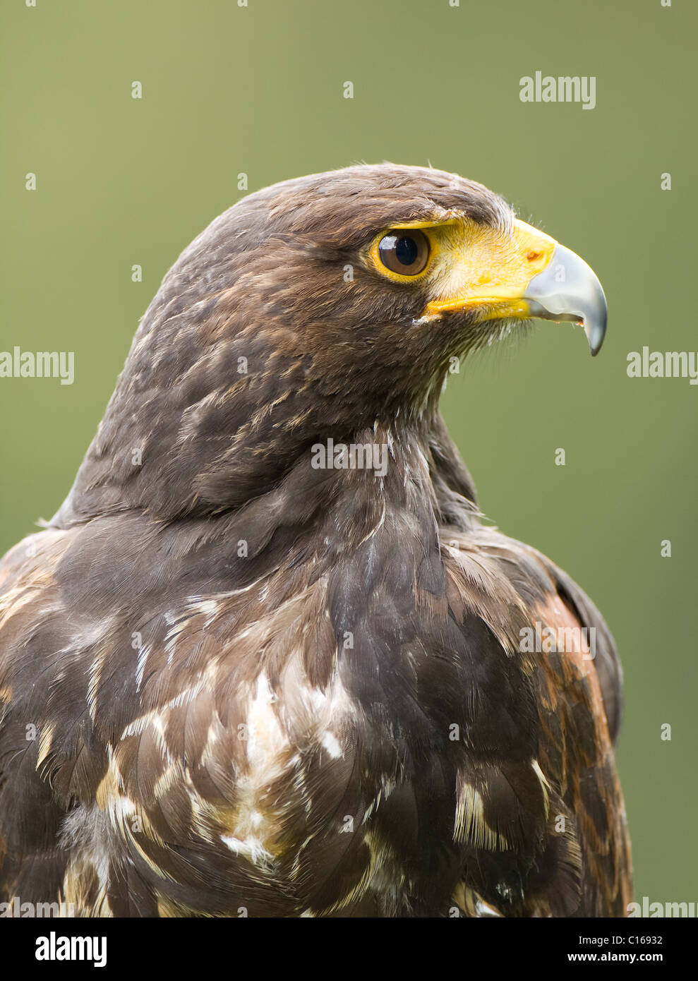 Harrishawks hi-res stock photography and images - Alamy