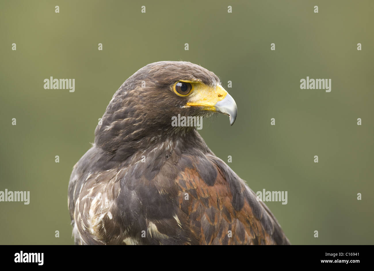 Hawk predator hi-res stock photography and images - Alamy
