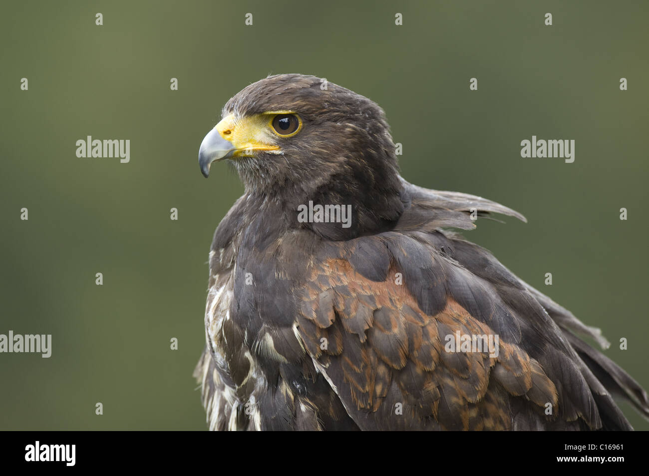 Hawk predator hi-res stock photography and images - Alamy