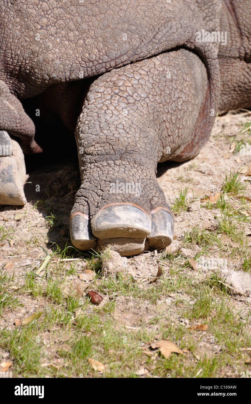 Rhino feet hi-res stock photography and images - Alamy