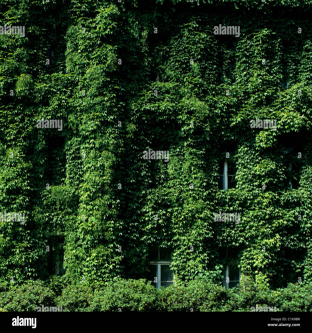 Vegetated facades hi-res stock photography and images - Alamy