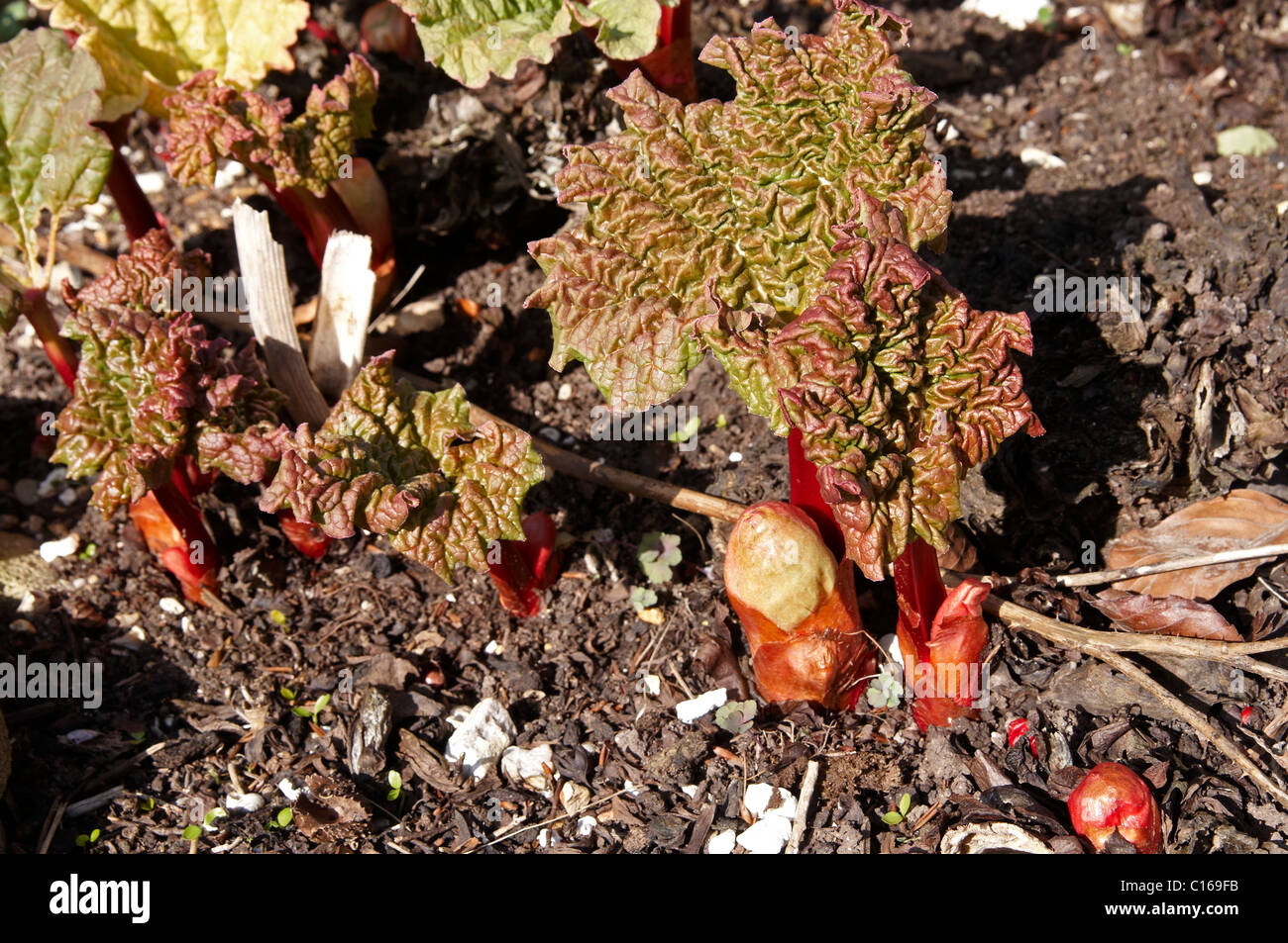 Rhubarb spring emerging hi-res stock photography and images - Alamy