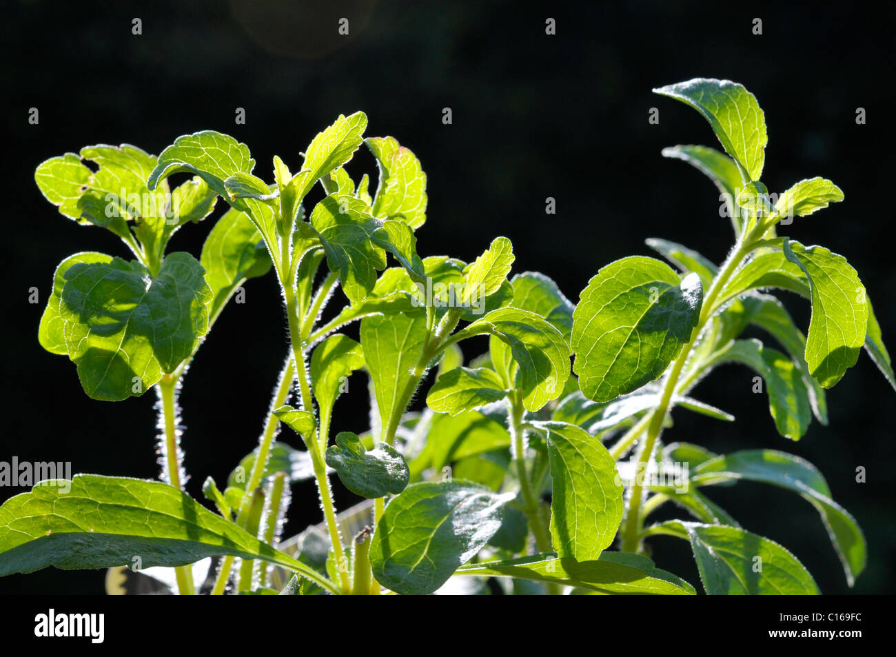 Candyleaf hi-res stock photography and images - Alamy