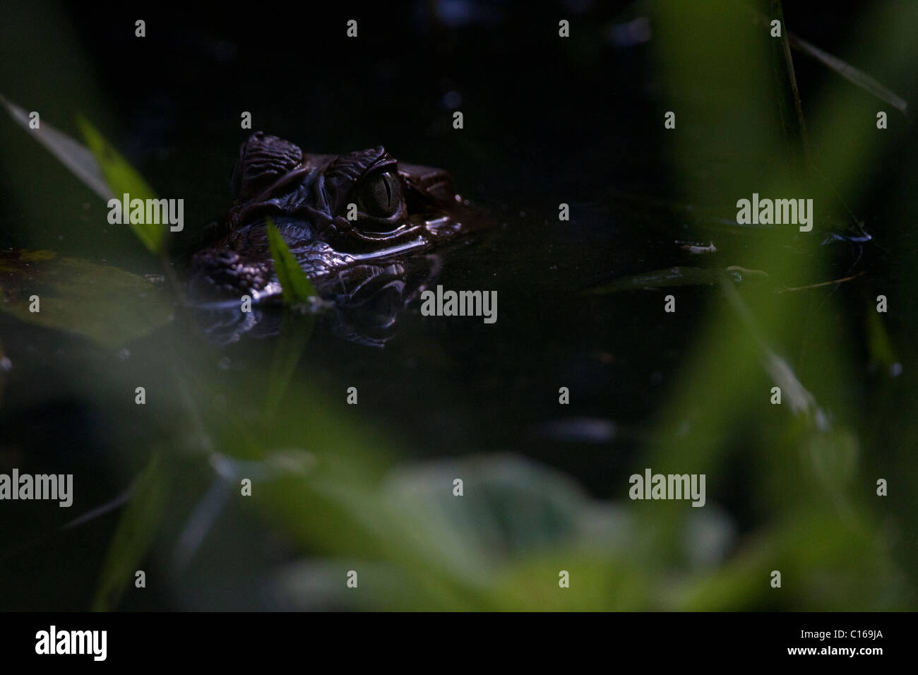 Baby caiman hi-res stock photography and images - Alamy