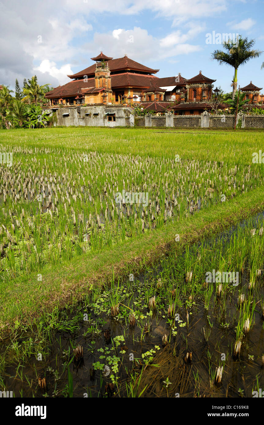 Rice fields in front of the Suly Resort and Spa in Ubud, Bali ...
