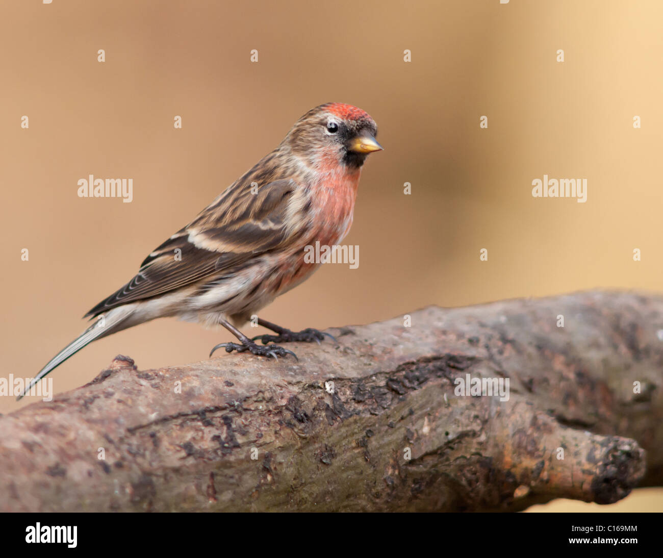 Lesser redpoll hi-res stock photography and images - Alamy
