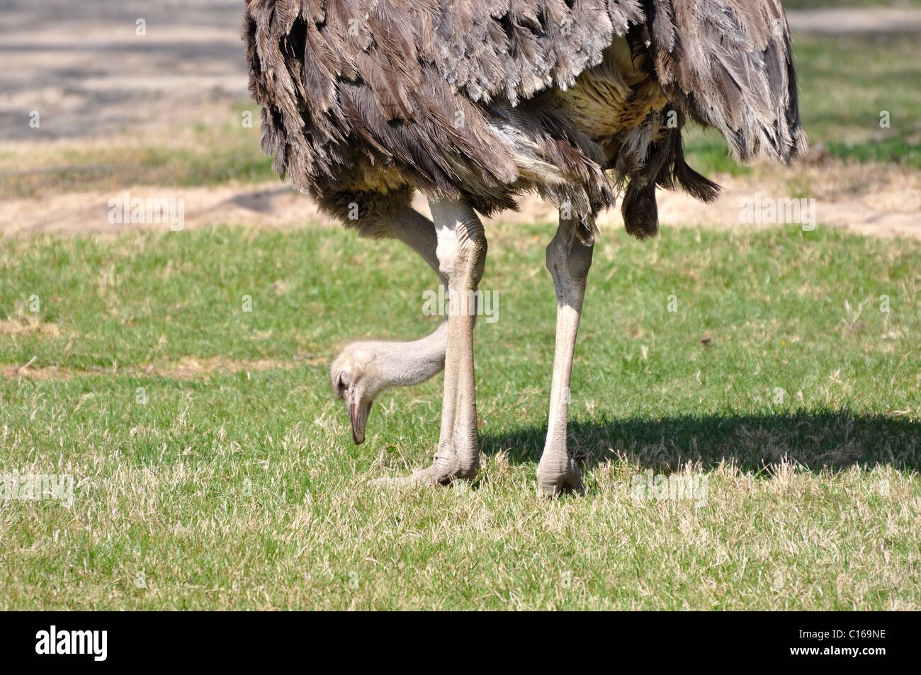 Ostrich (Struthio camelus Stock Photo - Alamy