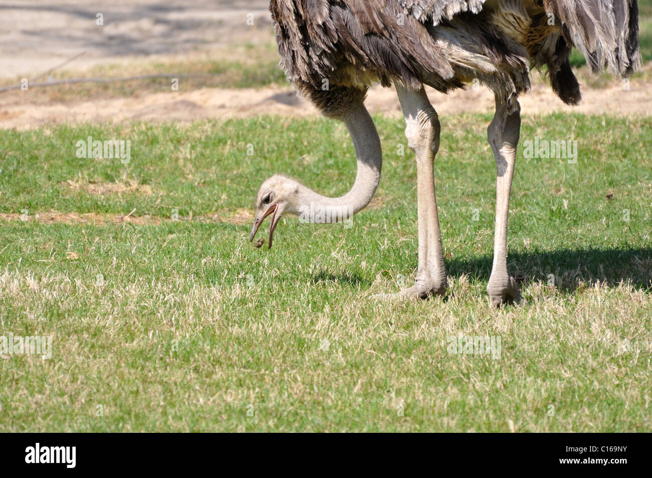 Ostrich (Struthio camelus Stock Photo - Alamy