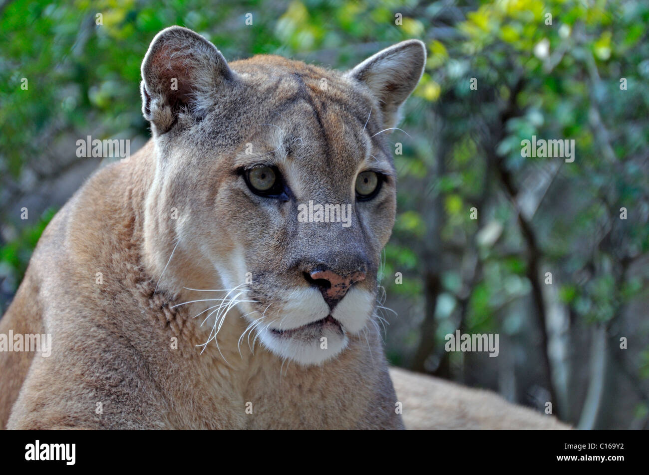 Mountain lion, AKA cougar - Puma concolor Stock Photo - Alamy