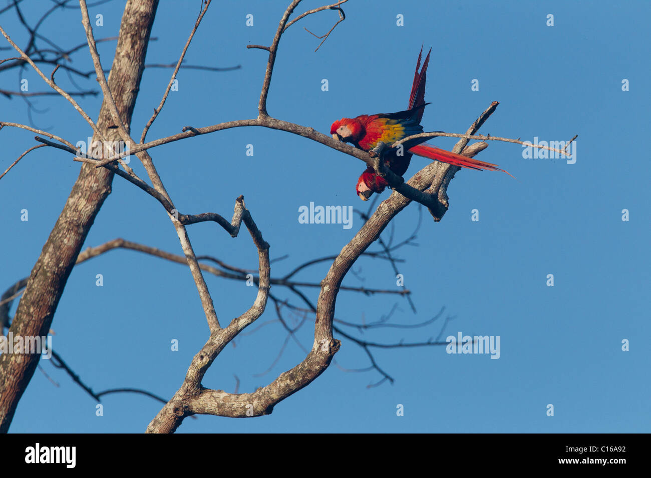 Scarlet macaw nest hi-res stock photography and images - Alamy