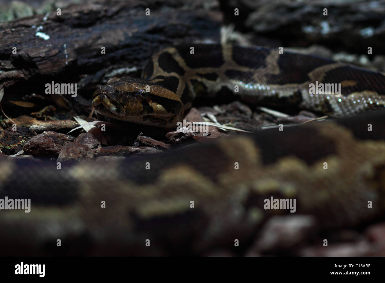 Spotted head hi-res stock photography and images - Alamy