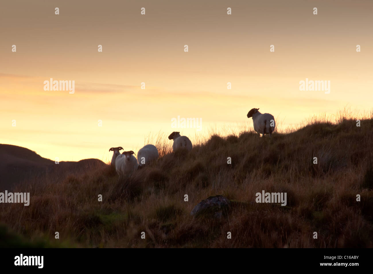 Scottish highlands sheep hi-res stock photography and images - Alamy