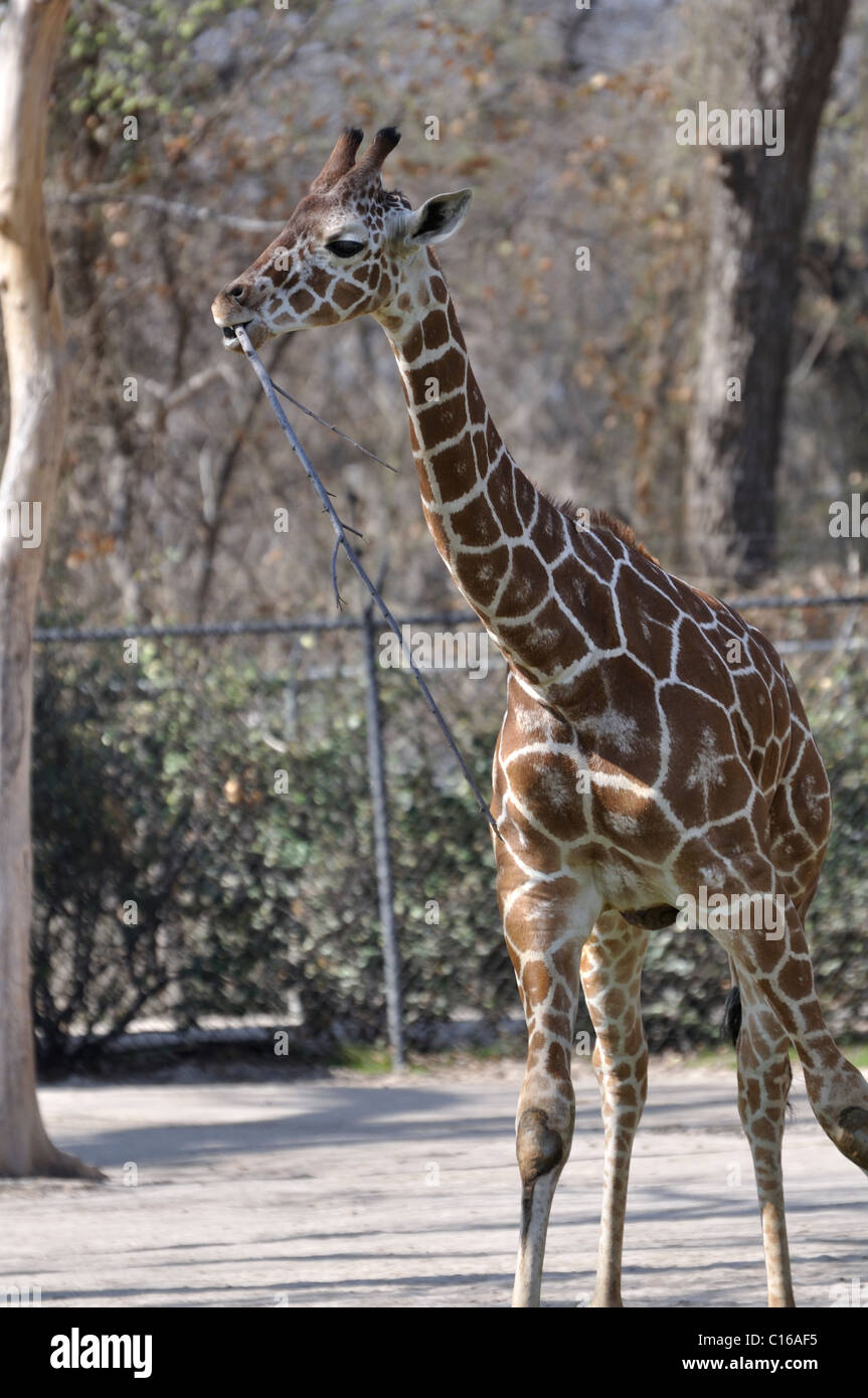 Giraffe behavior hi-res stock photography and images - Alamy