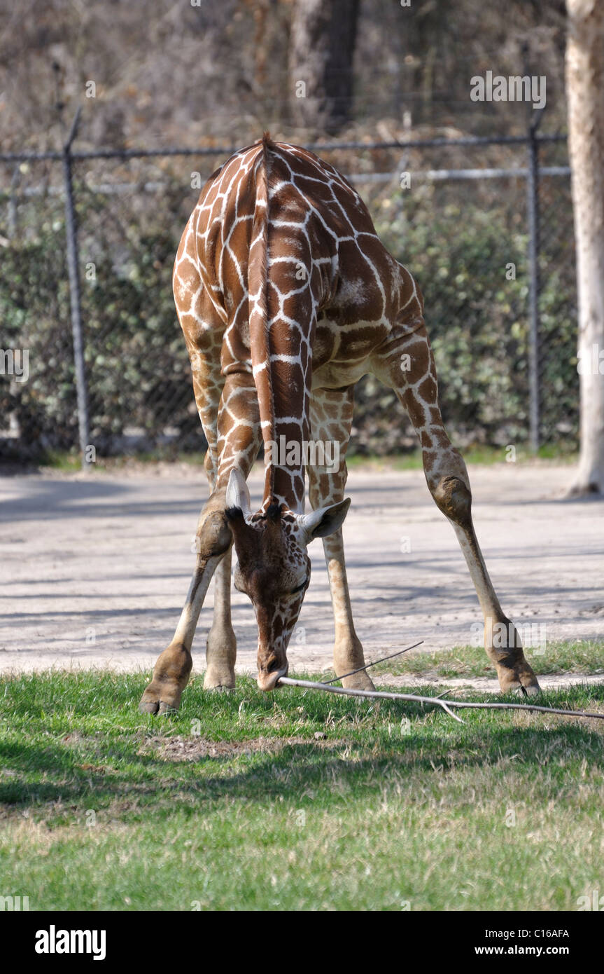 Giraffe behavior hi-res stock photography and images - Alamy