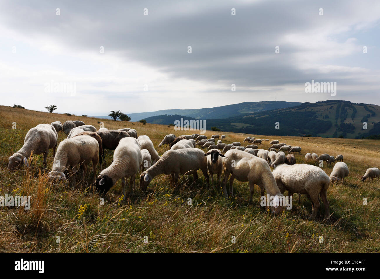 Herd of sheep on Mt Himmeldunkelberg, view of Mt Arnsberg and Mt ...