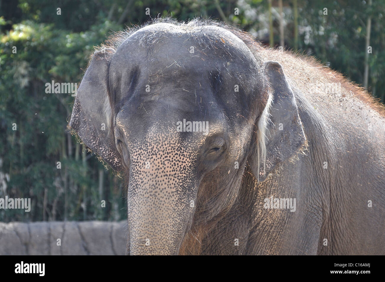 Asian elephant - Elephas maximus Stock Photo - Alamy