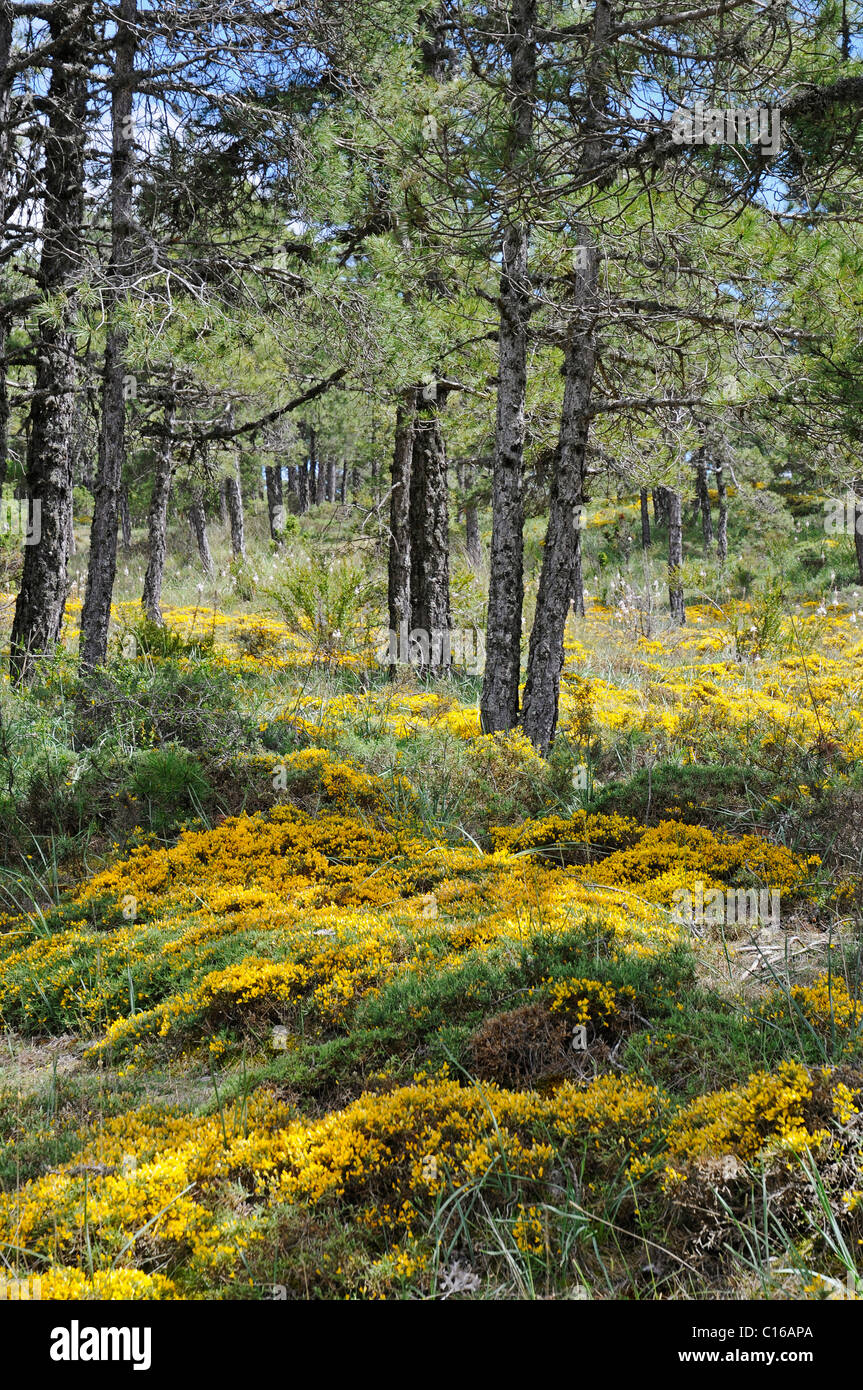 Ground pine hi-res stock photography and images - Alamy