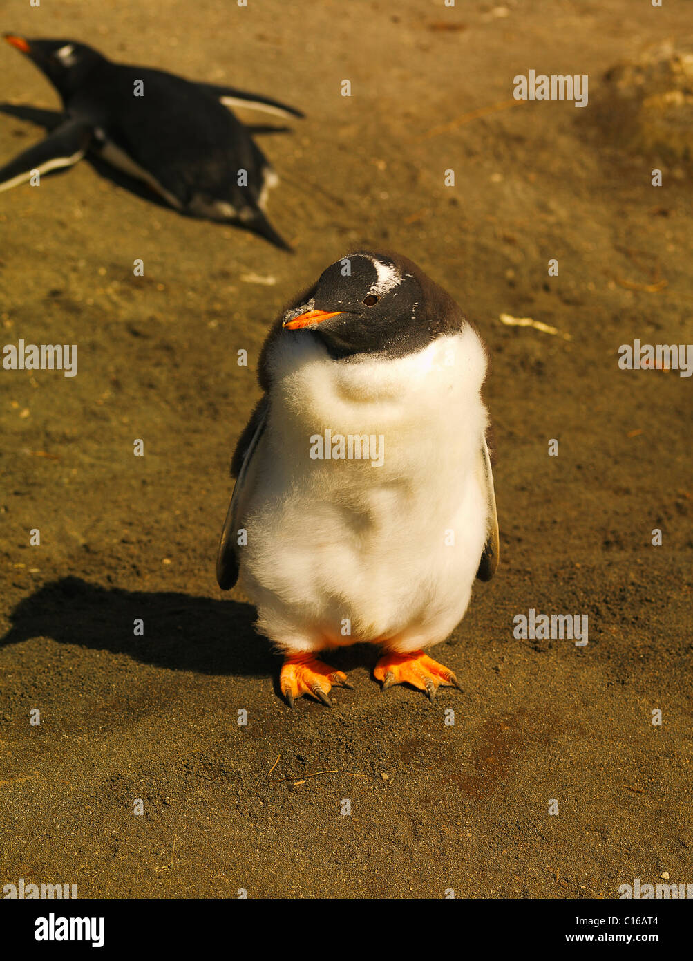 Gentoo Penguin (Pygoscelis papua), young bird, on Macquarie Island ...