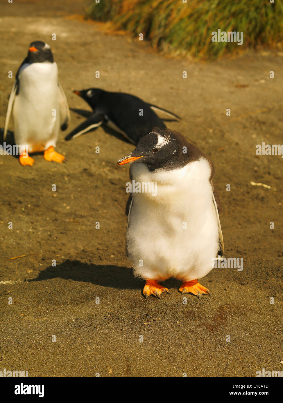 Gentoo Penguin (Pygoscelis papua), young bird, on Macquarie Island ...