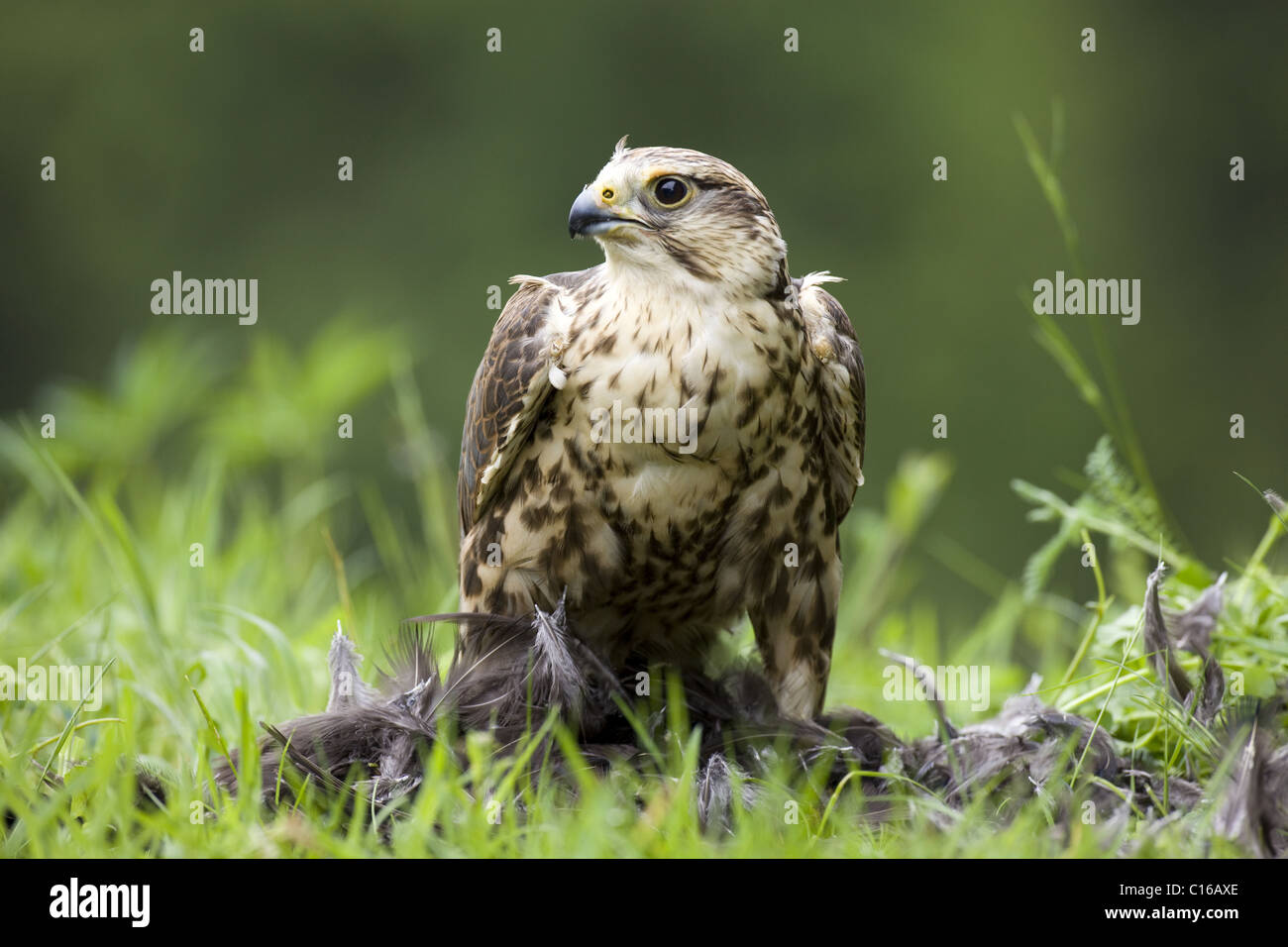 Altai falcon hi-res stock photography and images - Alamy