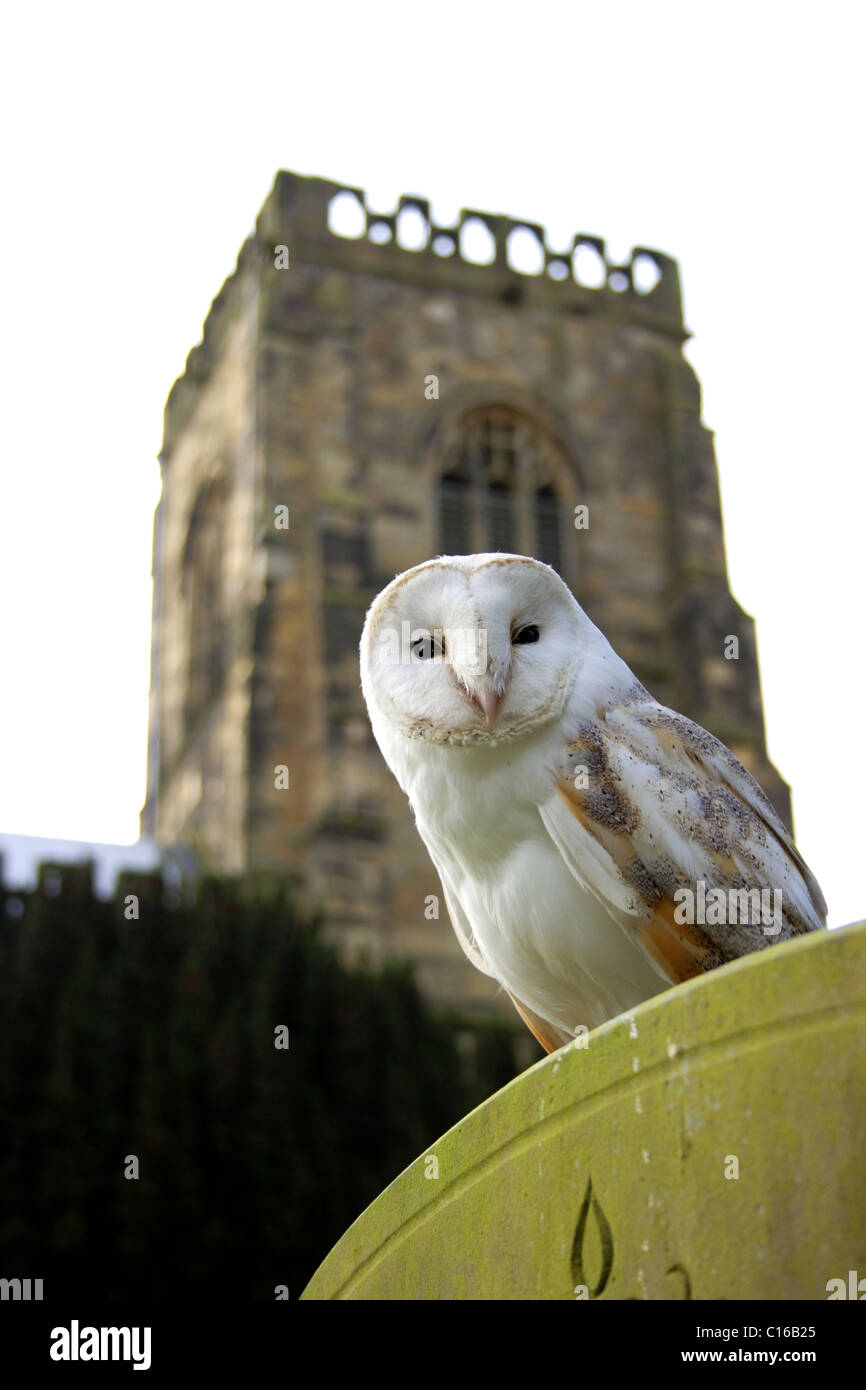 Barn Owl (Tyto alba), Yorkshire, UK Stock Photo - Alamy