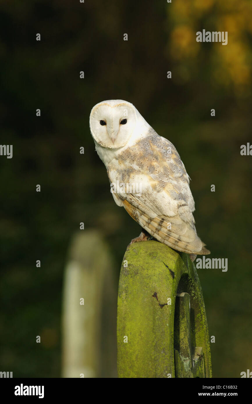 Barn Owl (Tyto alba), Yorkshire, UK Stock Photo - Alamy