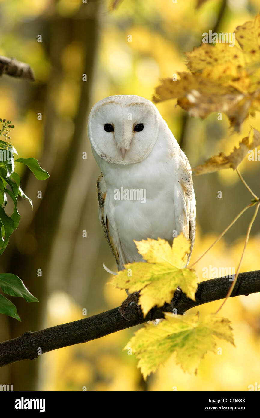 Barn Owl (Tyto alba), Yorkshire, UK Stock Photo - Alamy