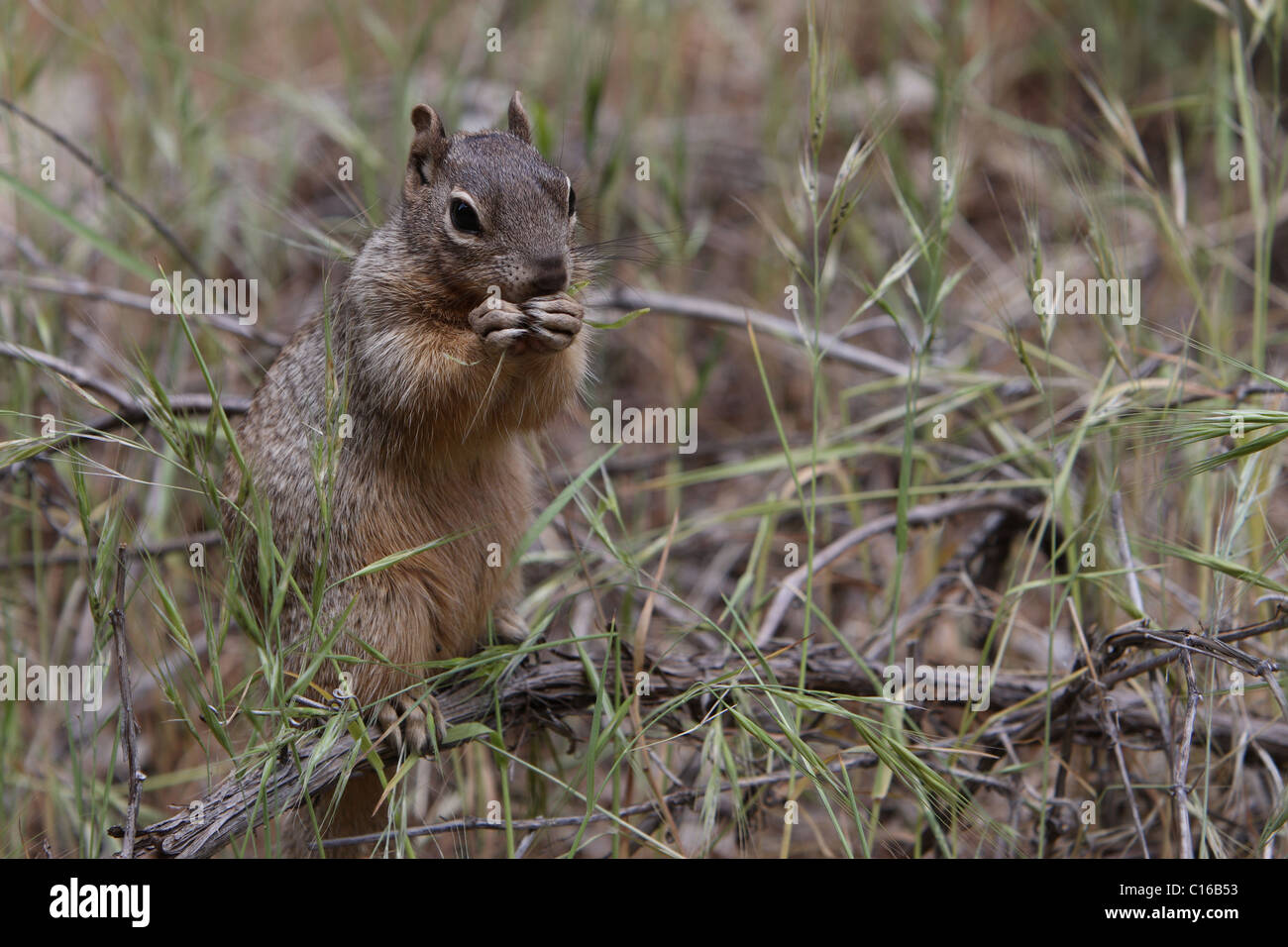 Ground squirrels hibernate hi-res stock photography and images - Alamy