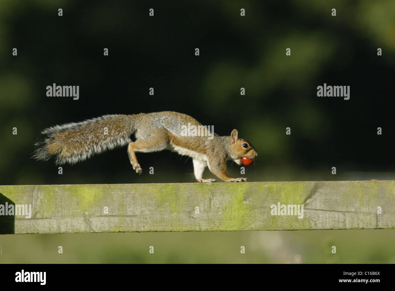 Running grey squirrel hi-res stock photography and images - Alamy