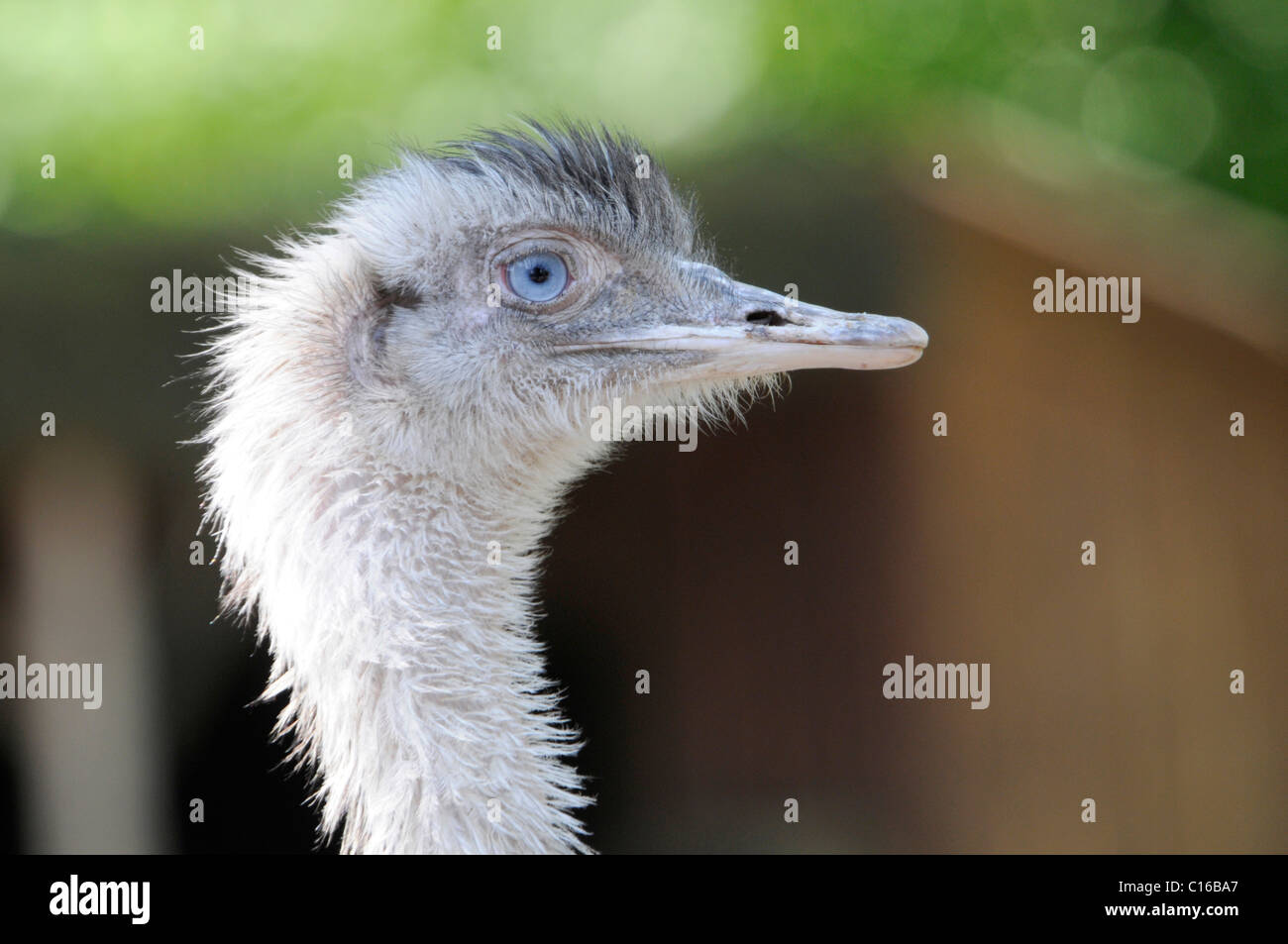 Emu (Dromaius novaehollandiae), zoo, France, Europe Stock Photo - Alamy